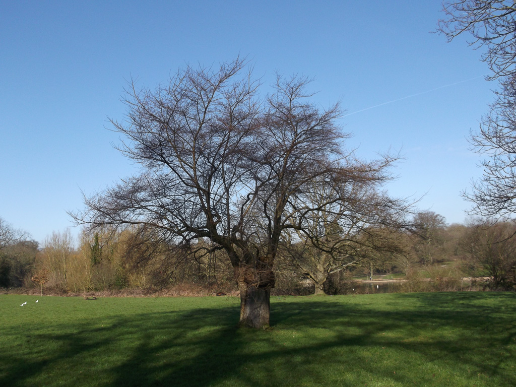 Cherry - 3051 - Kent Heritage Trees Project