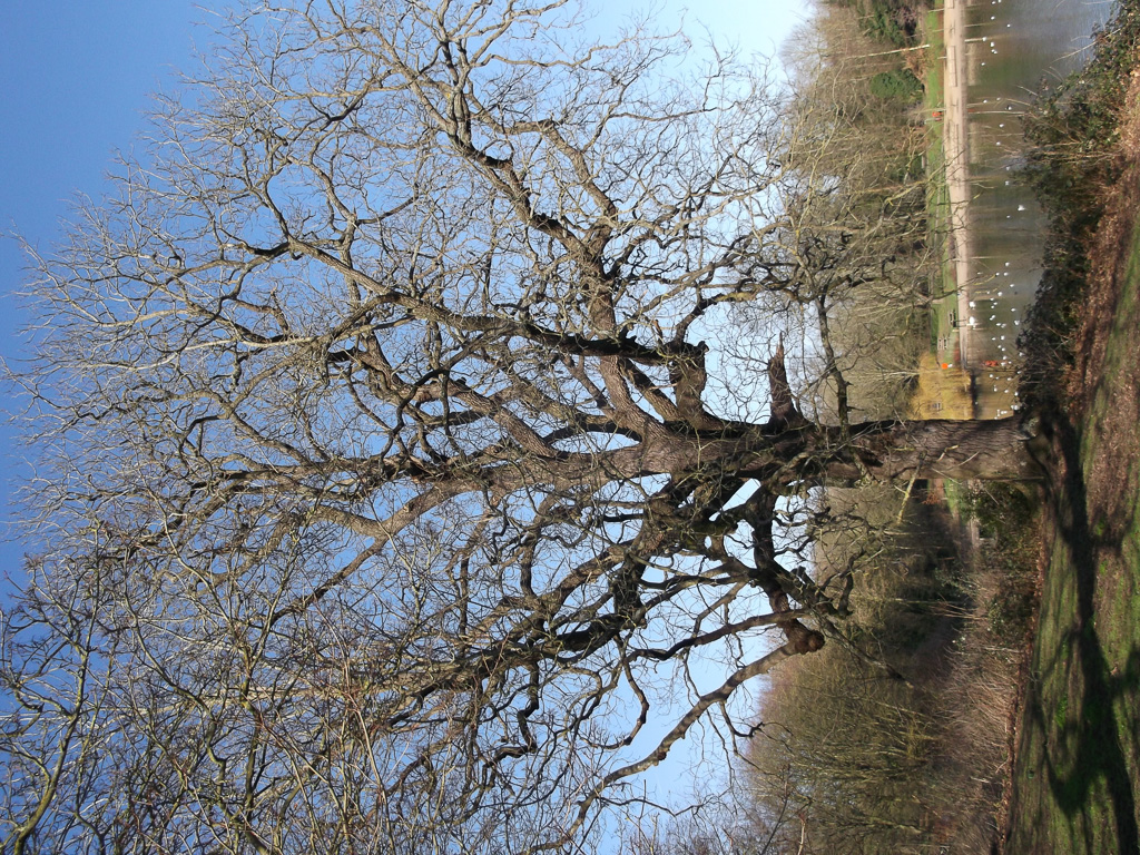 Black Walnut - 3052 - Kent Heritage Trees Project