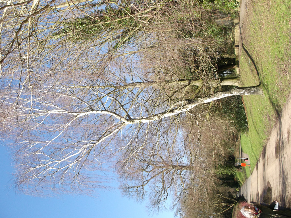 Silver Birch - 3069 - Kent Heritage Trees Project