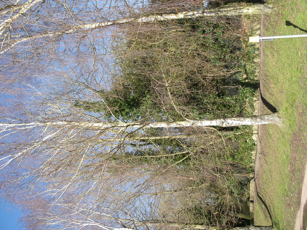 Silver Birch - 3069 - Kent Heritage Trees Project