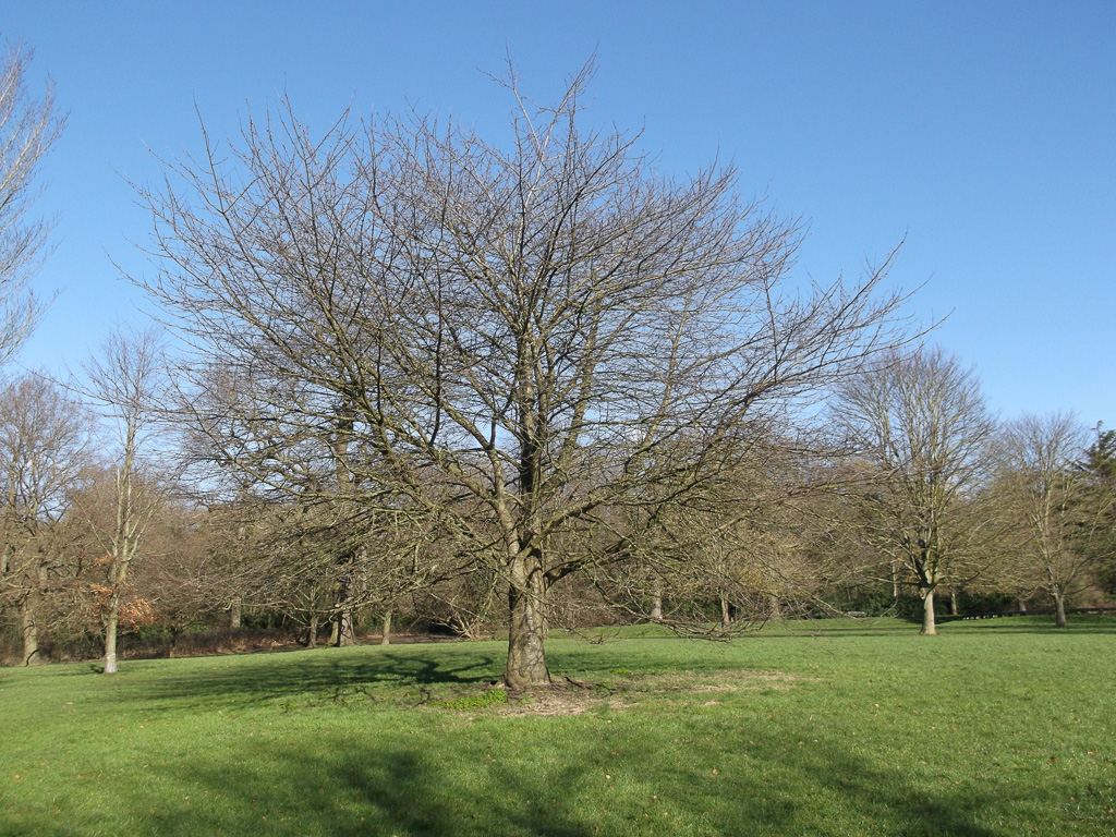 Cherry - 3072 - Kent Heritage Trees Project