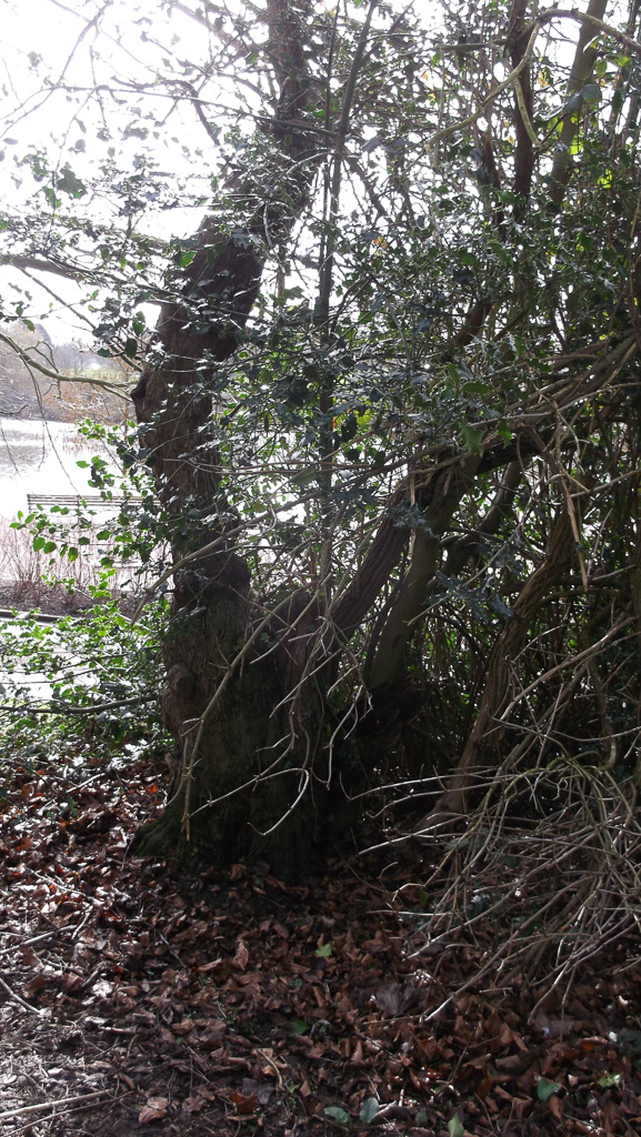 Hawthorn - 3103 - Kent Heritage Trees Project