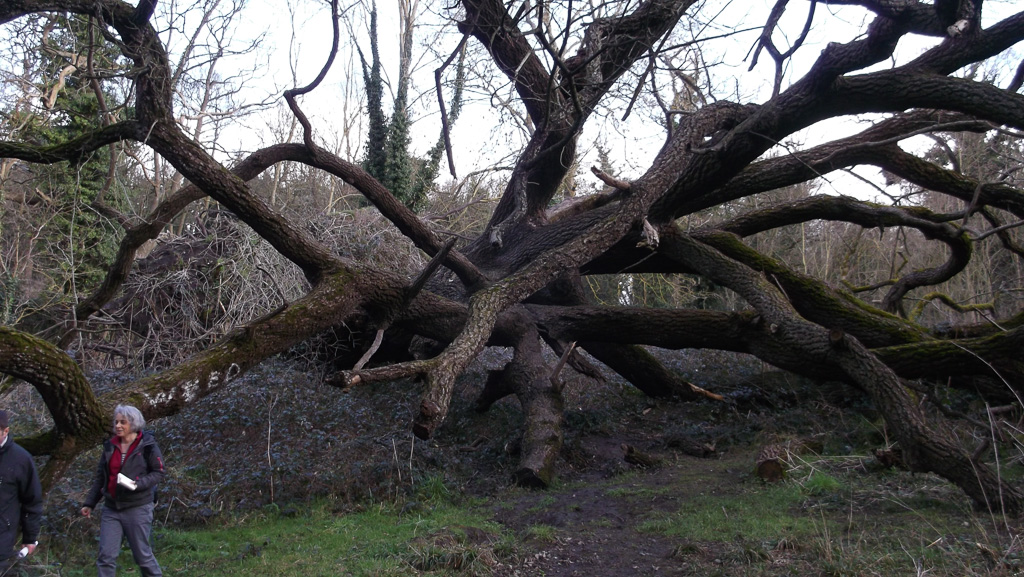 Black Walnut - 3104 - Kent Heritage Trees Project