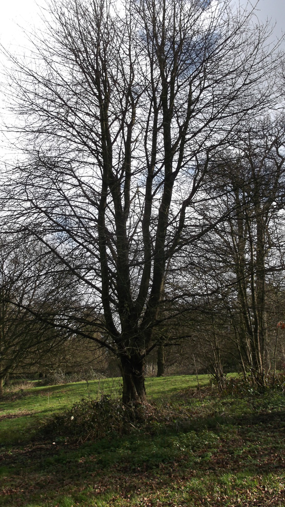 Bird Cherry - 3164 - Kent Heritage Trees Project