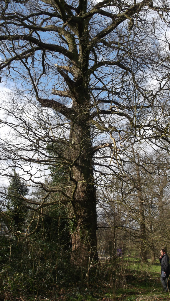 Pedunculate Oak - 3166 - Kent Heritage Trees Project
