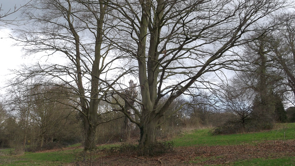 Common Beech - 3169 - Kent Heritage Trees Project