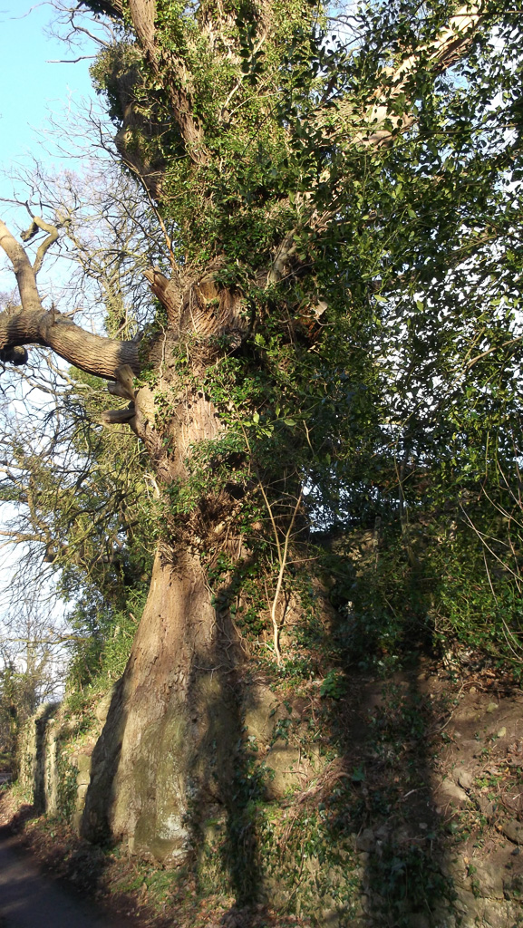 Pedunculate Oak - 3126 - Kent Heritage Trees Project