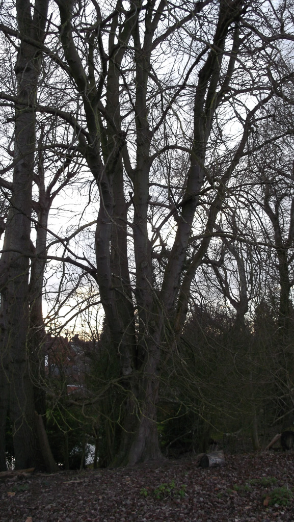 Horse Chestnut - 3128 - Kent Heritage Trees Project