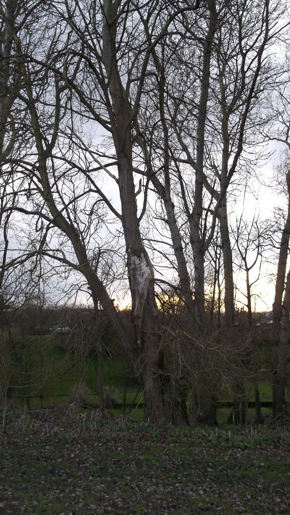 Horse Chestnut - 3130 - Kent Heritage Trees Project