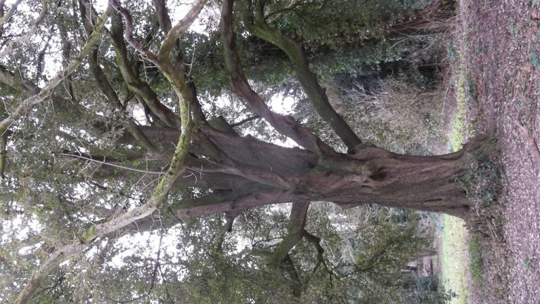 Holm Oak - 3216 - Kent Heritage Trees Project