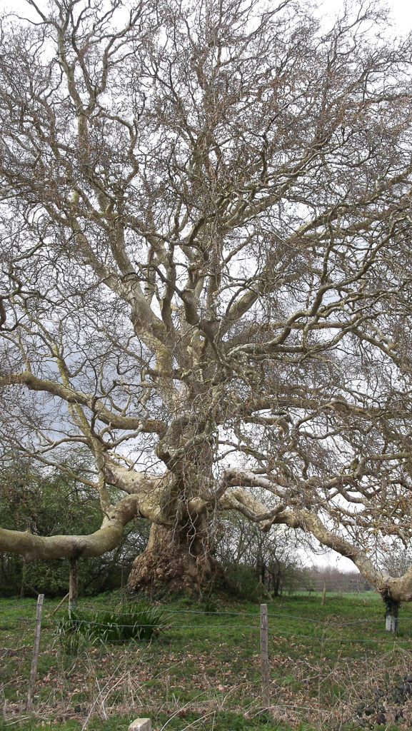 Asian Plane Tree