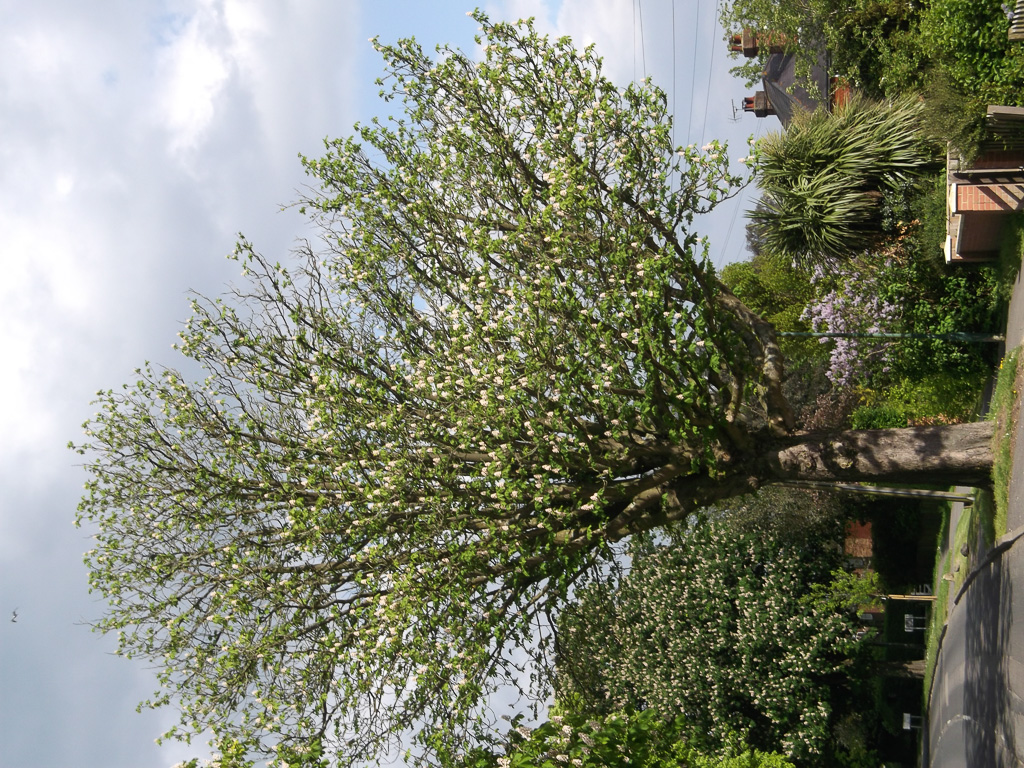 Horse Chestnut - 3352 - Kent Heritage Trees Project