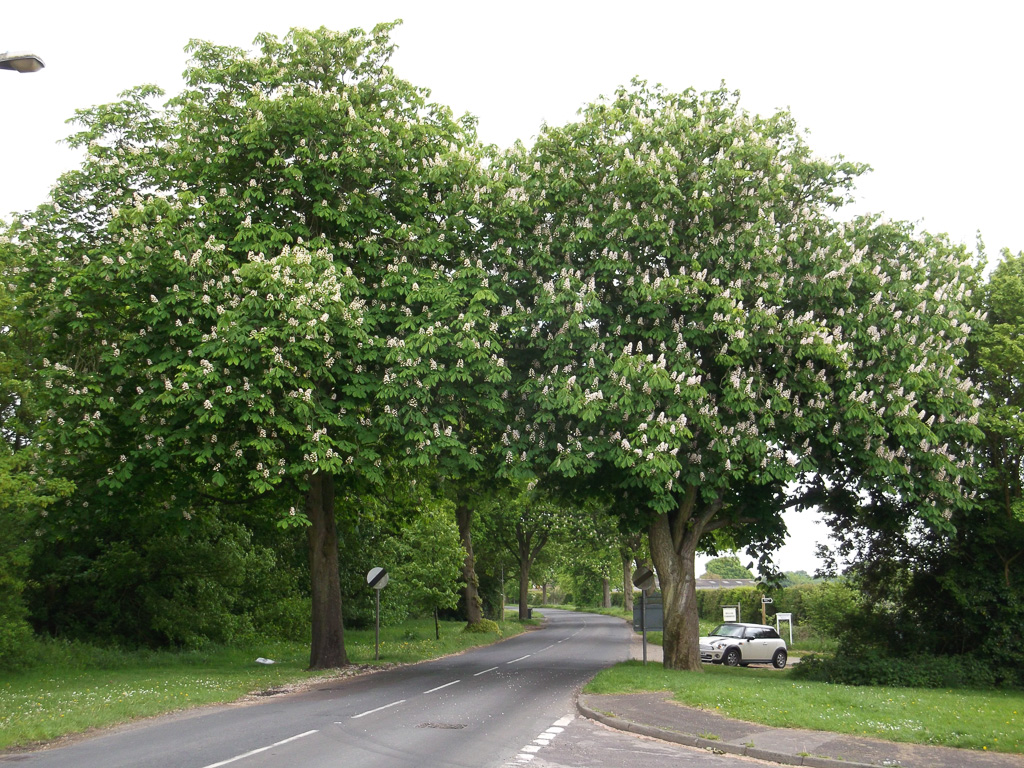 Horse Chestnut - 3358 - Kent Heritage Trees Project