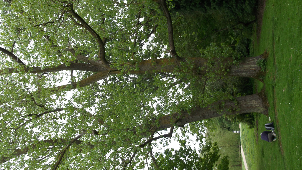 Black Poplar - 3387 - Kent Heritage Trees Project
