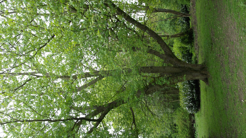 Silver Maple - 3388 - Kent Heritage Trees Project