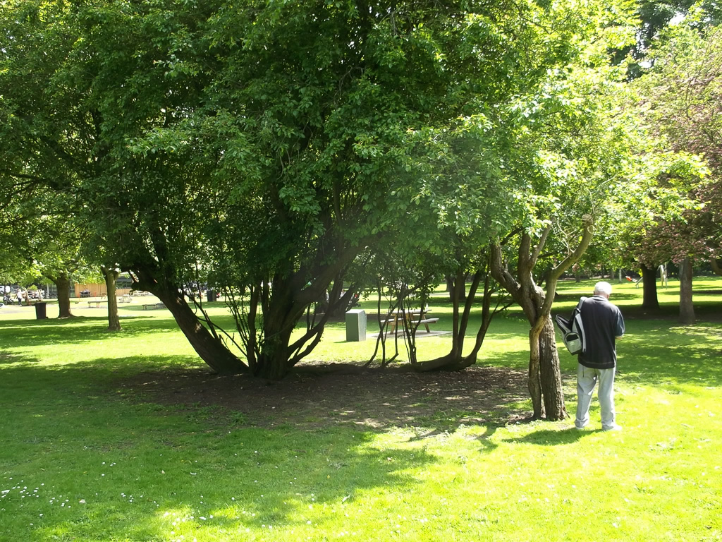 Cherry Plum - 3455 - Kent Heritage Trees Project