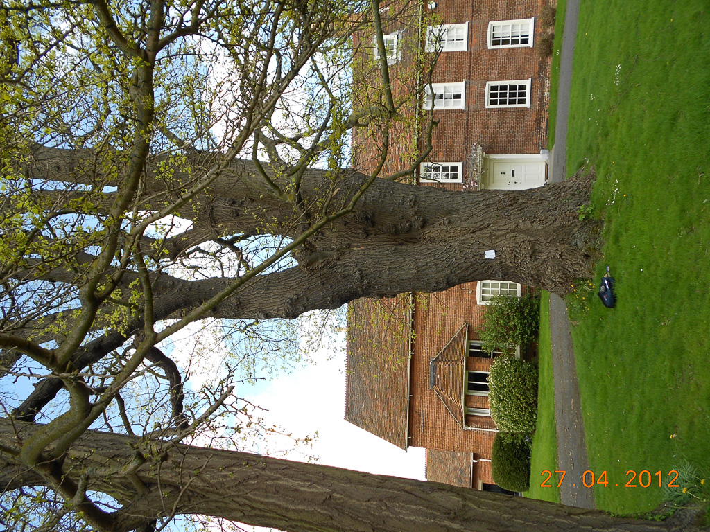 DSCN0016 - Kent Heritage Trees Project