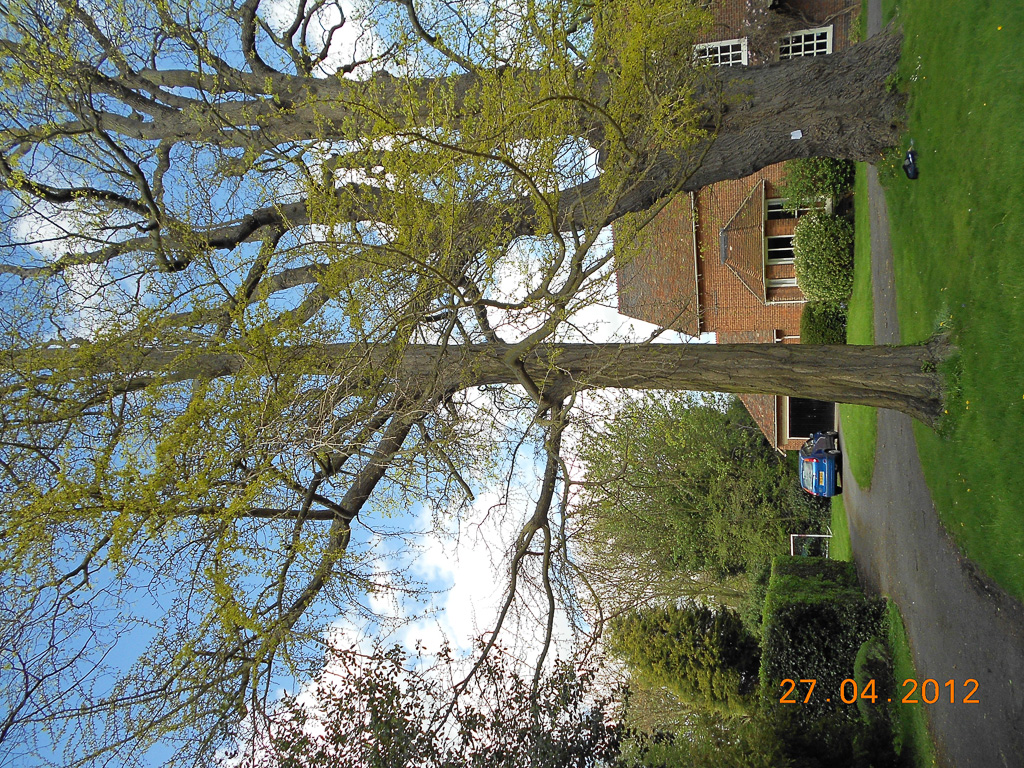 Maidenhair Tree - 365 - Kent Heritage Trees Project