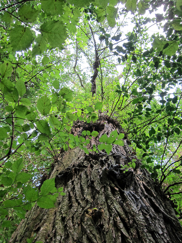 Smooth-leaved Elm - 522 - Kent Heritage Trees Project