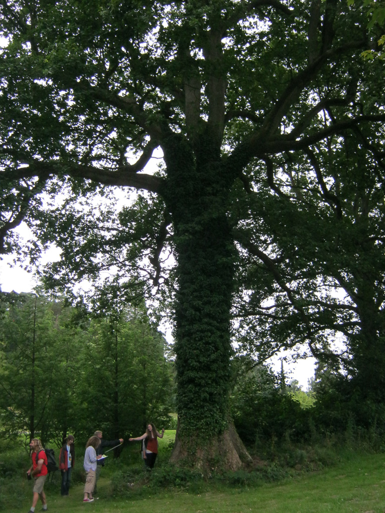 Oak - 2391 - Kent Heritage Trees Project