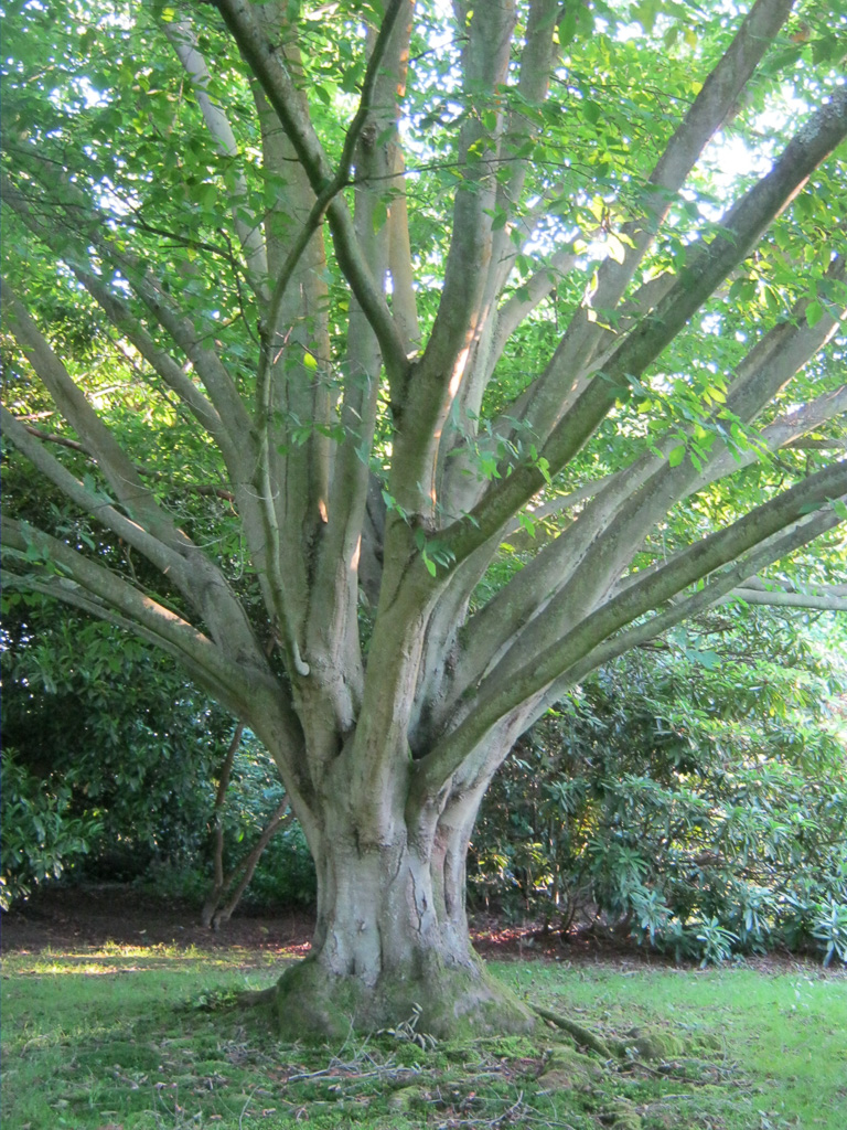 Other - 3642 - Kent Heritage Trees Project