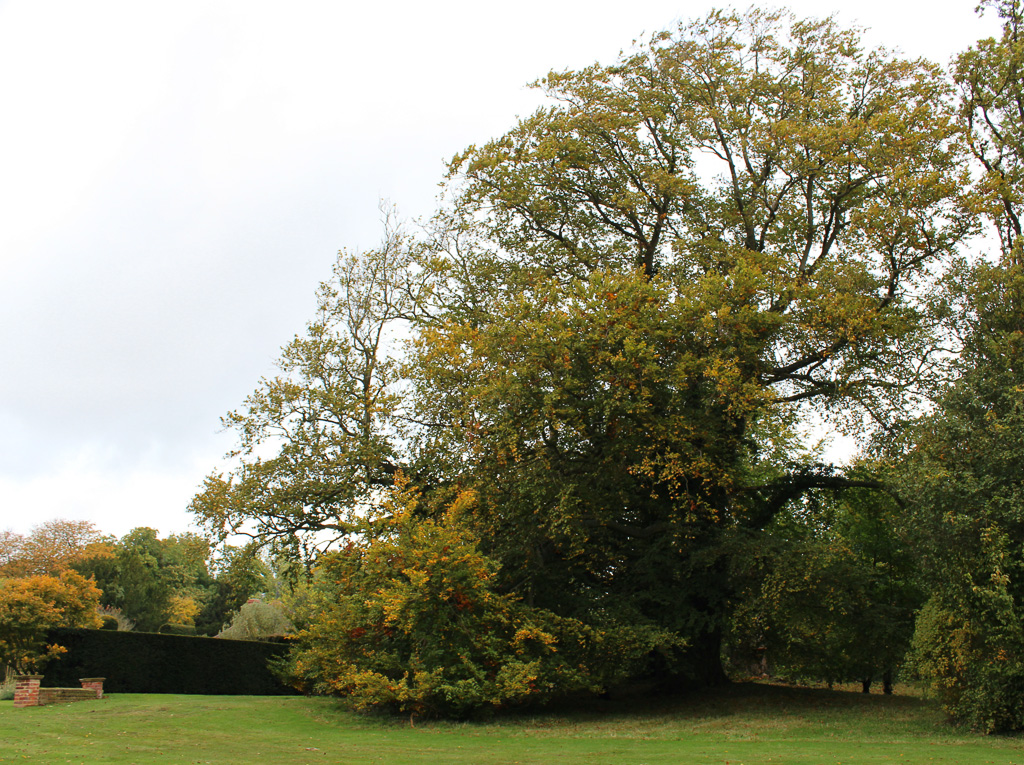 Garden_beech_-_measured_tree - Kent Heritage Trees Project