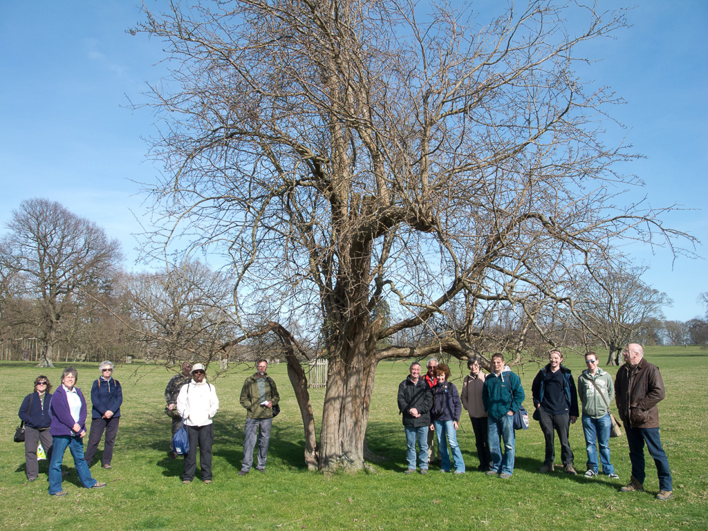 Common Hawthorn - 489 - Kent Heritage Trees Project