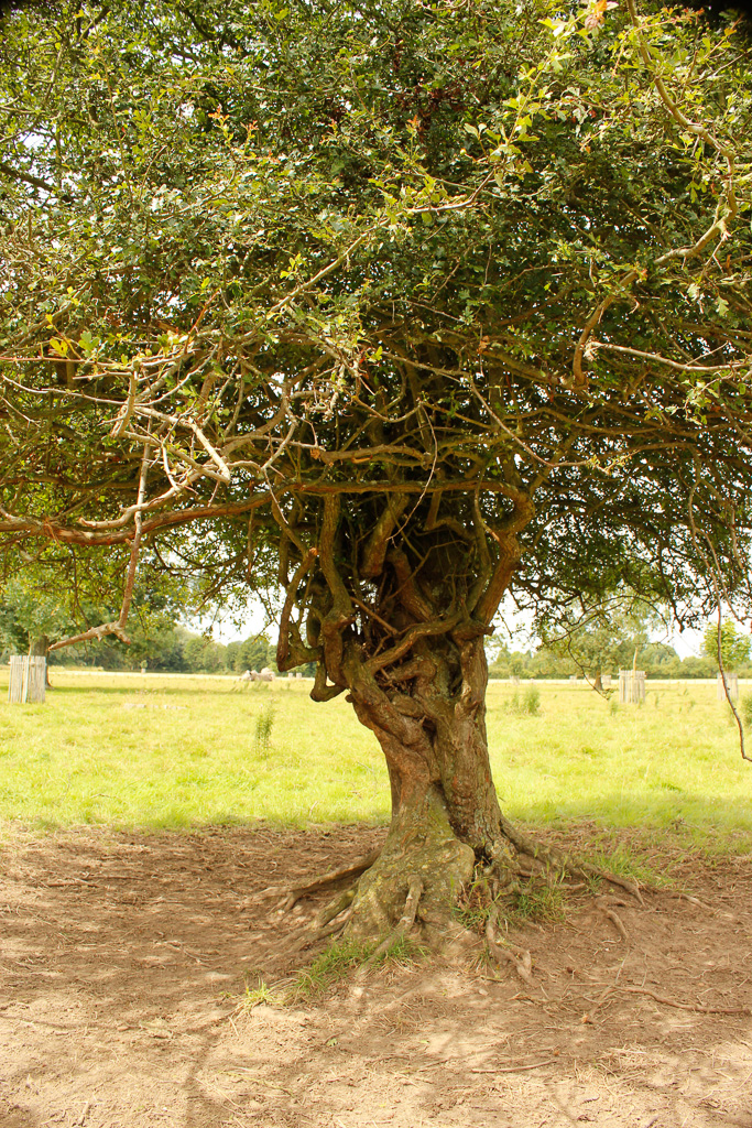 Common Hawthorn - 492 - Kent Heritage Trees Project