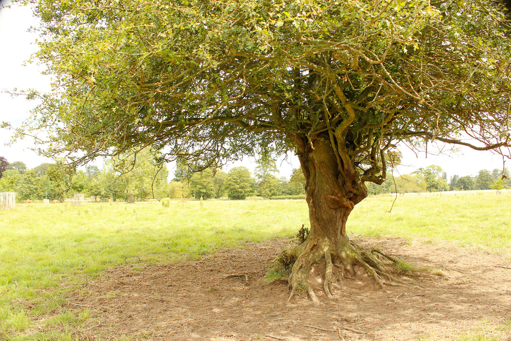 Common Hawthorn - 492 - Kent Heritage Trees Project