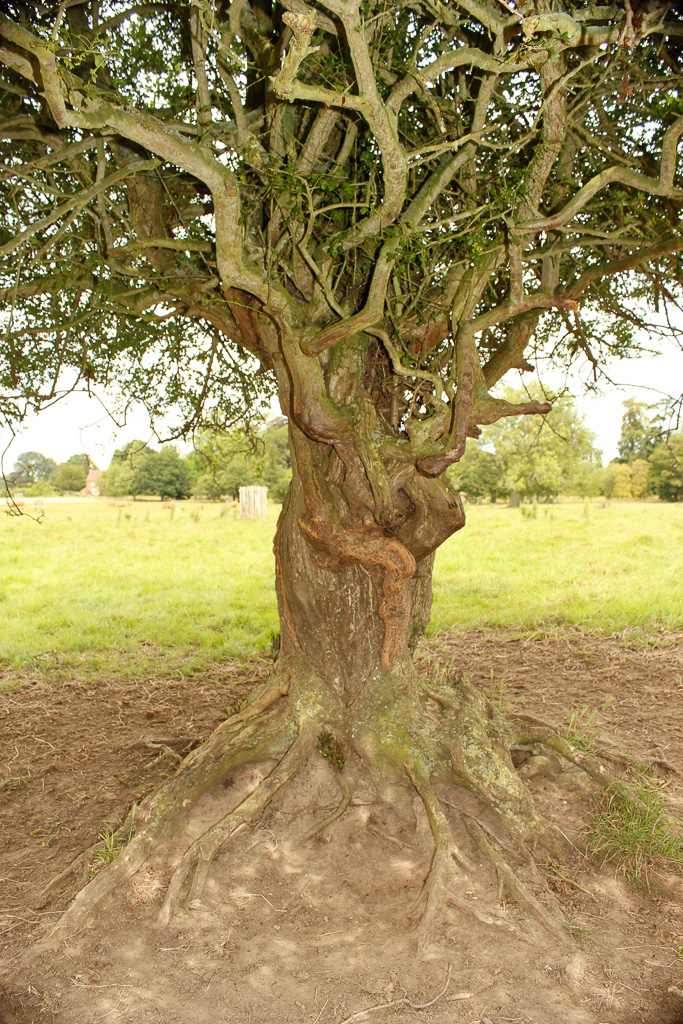 Common Hawthorn - 492 - Kent Heritage Trees Project