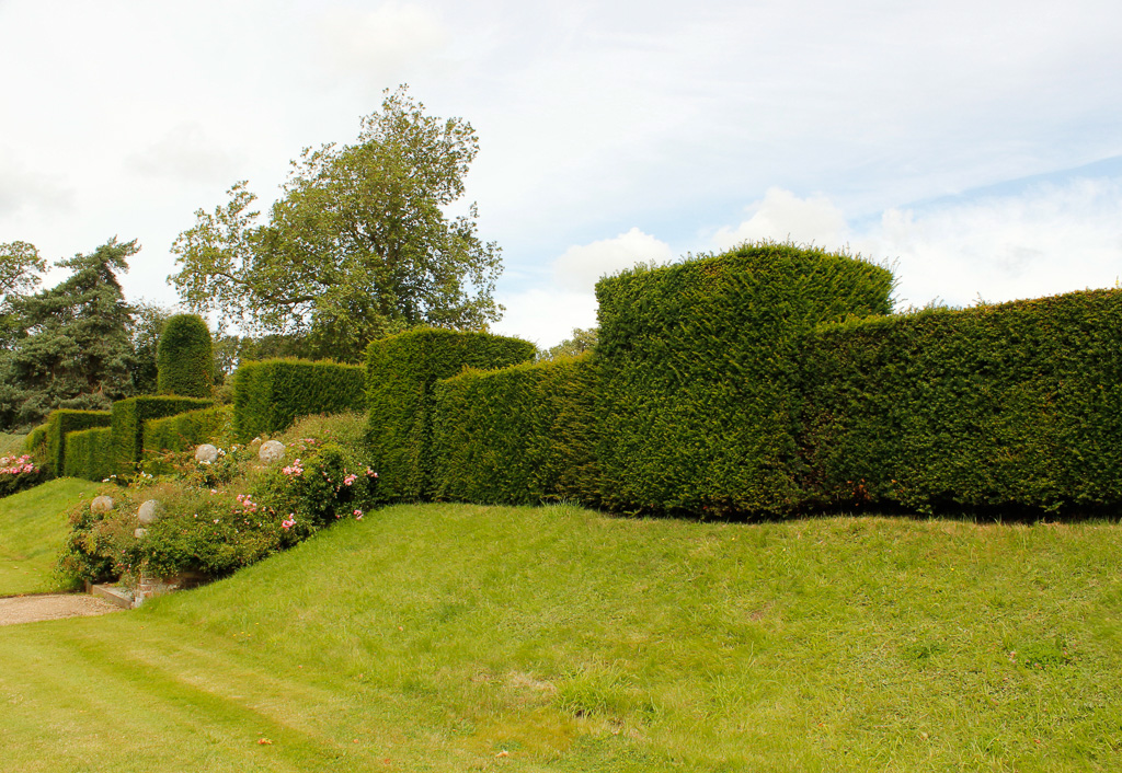Common Yew - 488 - Kent Heritage Trees Project
