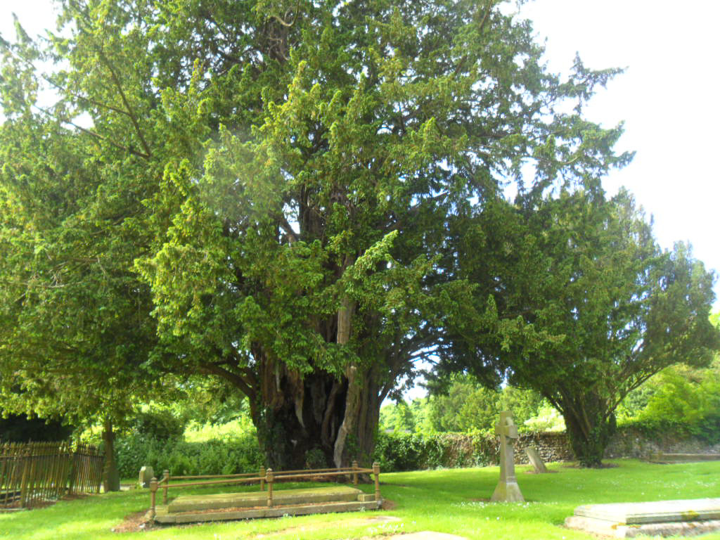 Common Yew - 444 - Kent Heritage Trees Project