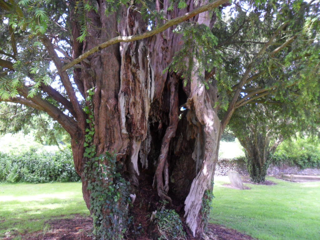 Common Yew - 444 - Kent Heritage Trees Project
