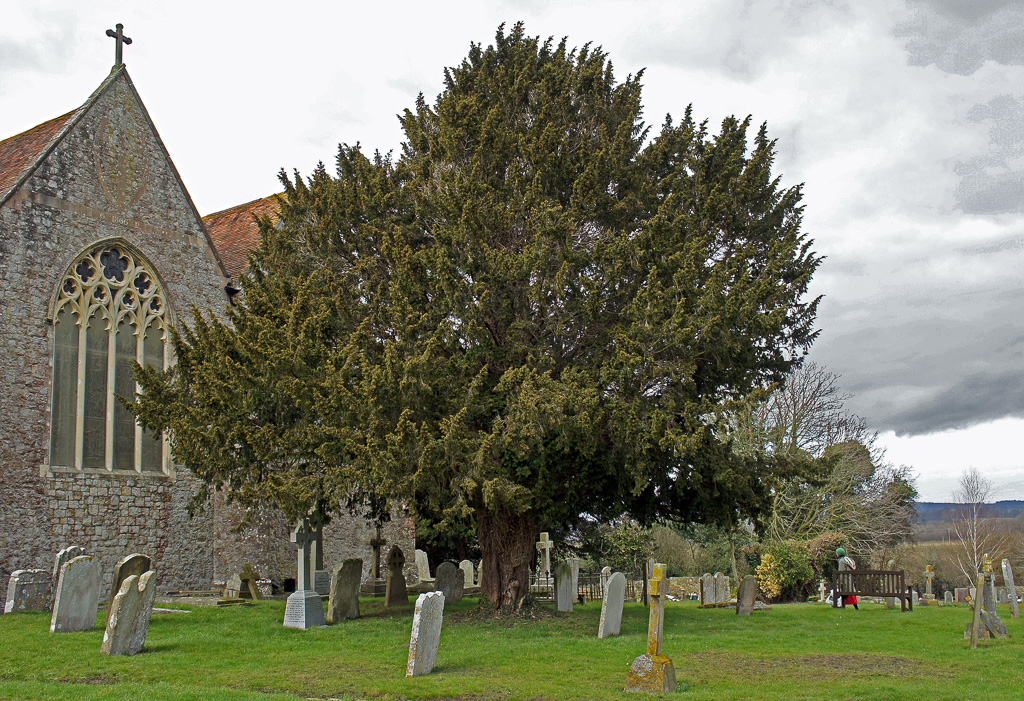 Common Yew - 317 - Kent Heritage Trees Project