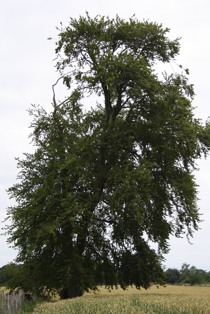 Horse Chestnut - 281 - Kent Heritage Trees Project