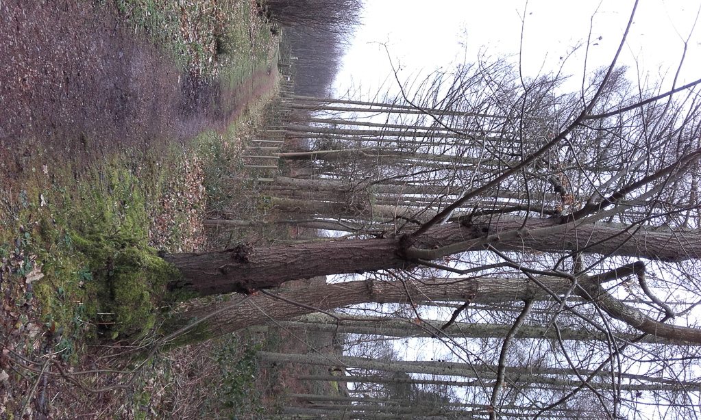 Willow - 3034 - Kent Heritage Trees Project