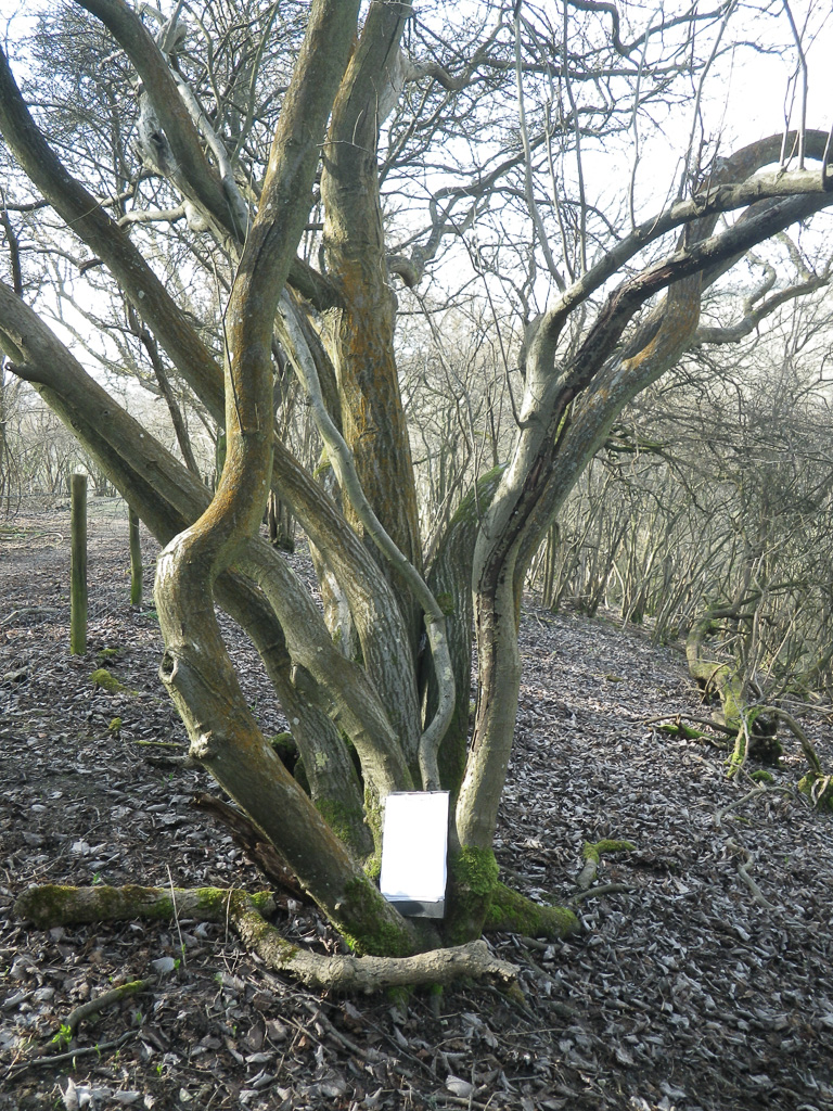 Common Whitebeam - 871 - Kent Heritage Trees Project