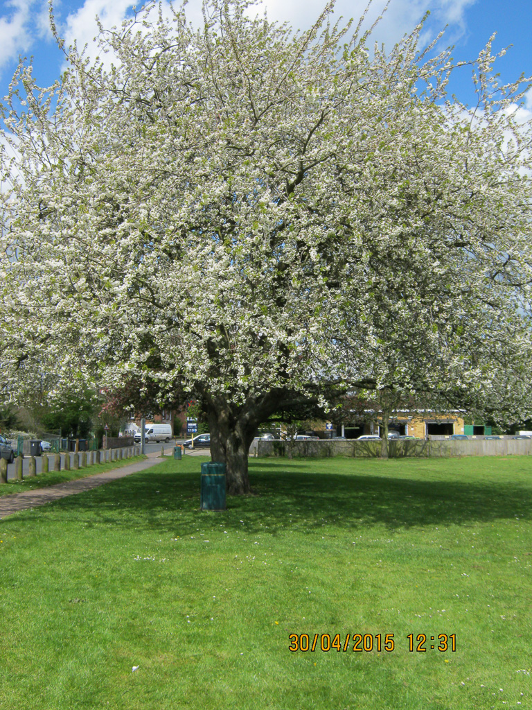 Cherry - 2149 - Kent Heritage Trees Project