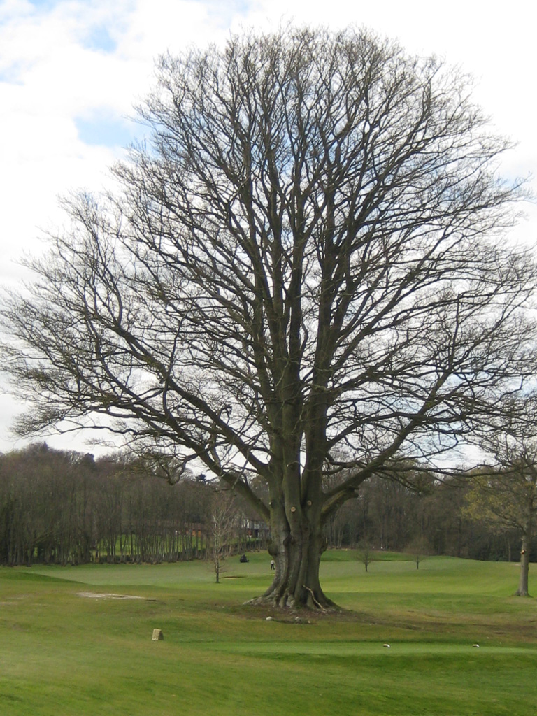 Beech - 3295 - Kent Heritage Trees Project