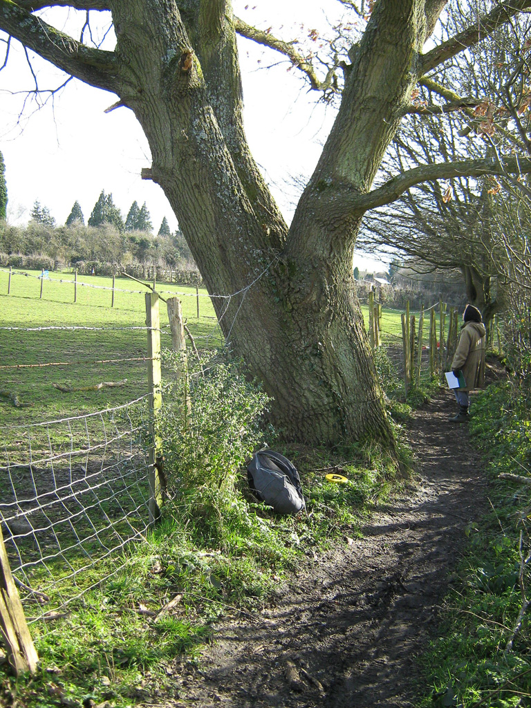 Oak - 881 - Kent Heritage Trees Project