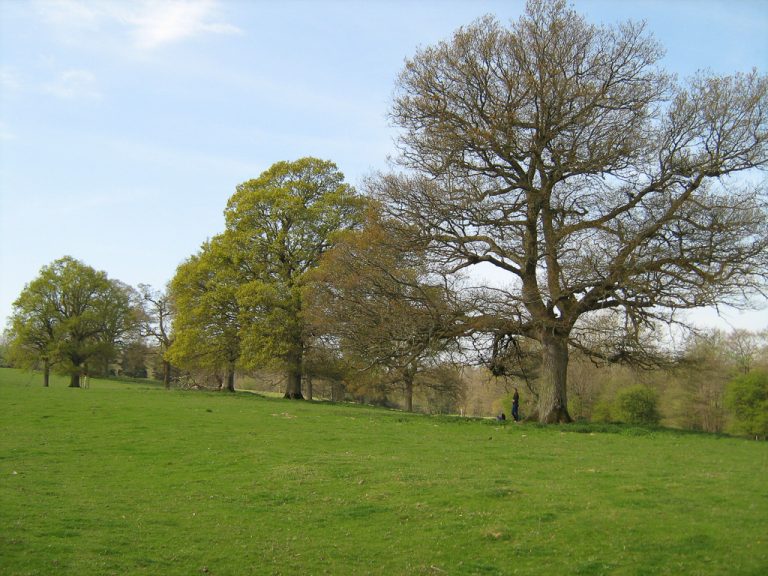 IMG_1422 - Kent Heritage Trees Project