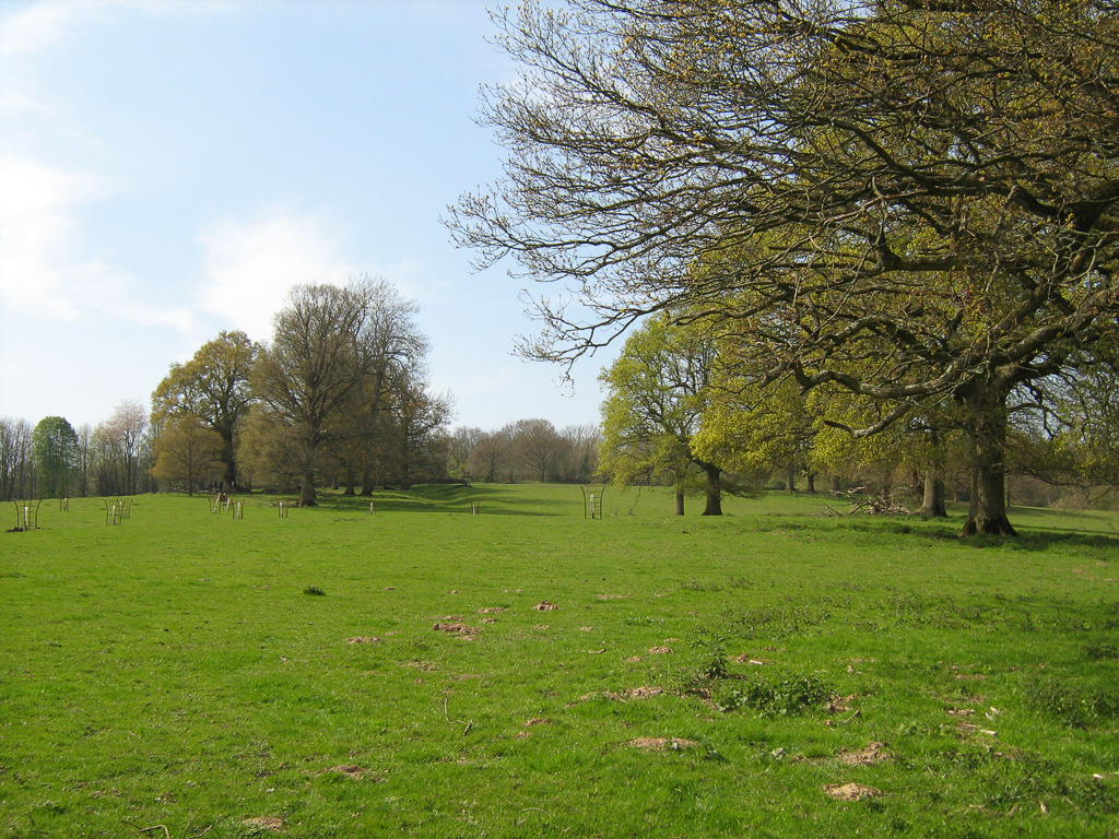 Oak - 953 - Kent Heritage Trees Project