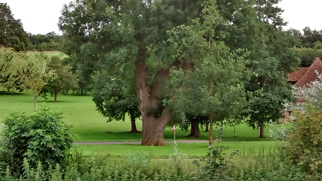 Oak - 2409 - Kent Heritage Trees Project