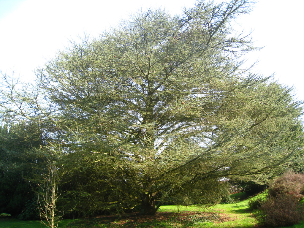 Atlas Cedar - 335 - Kent Heritage Trees Project