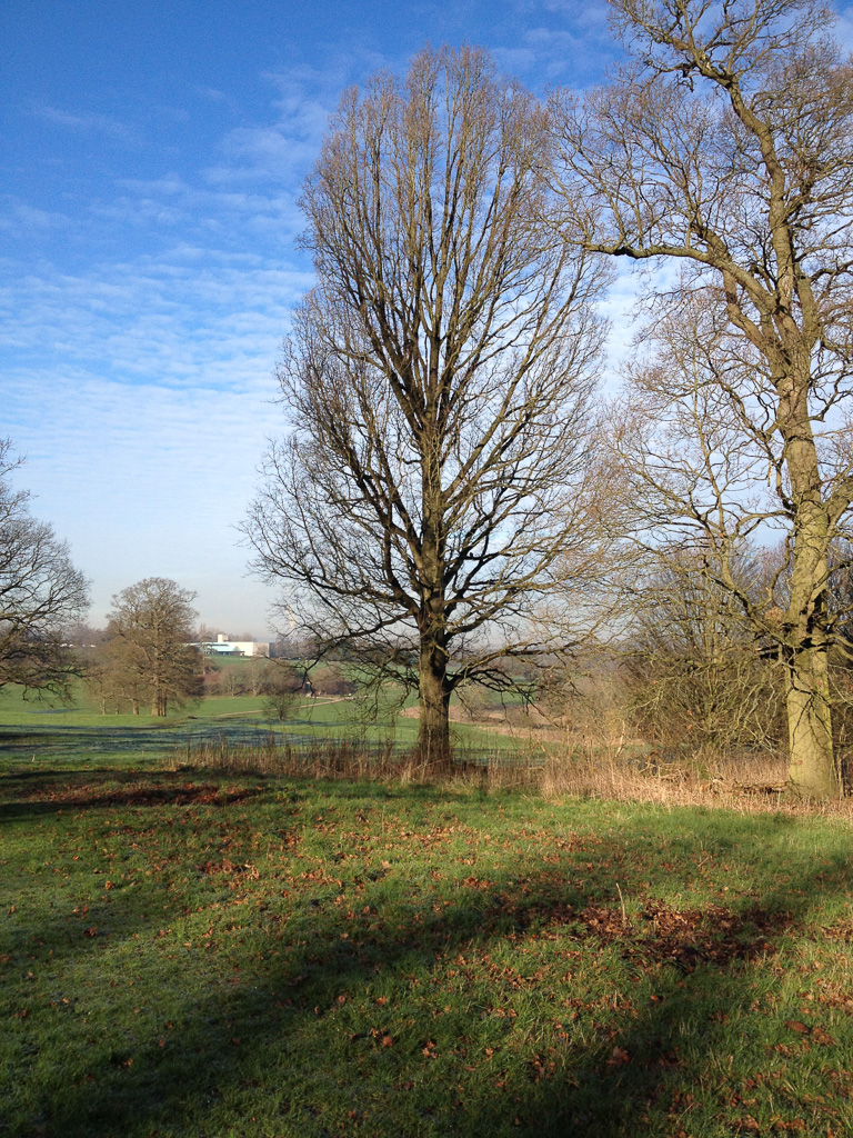 Sessile Oak - 2911 - Kent Heritage Trees Project