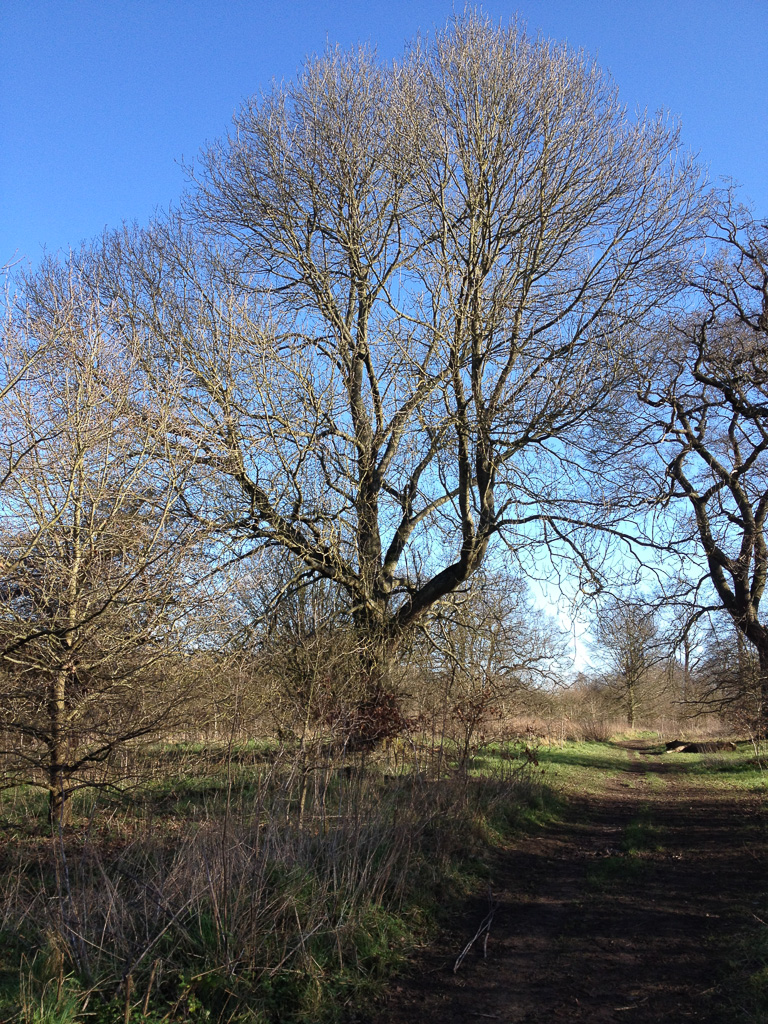Ash - 2972 - Kent Heritage Trees Project