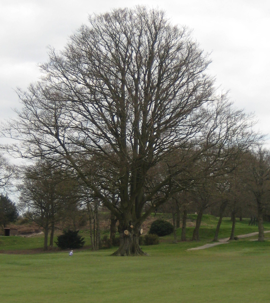 Beech - 3295 - Kent Heritage Trees Project