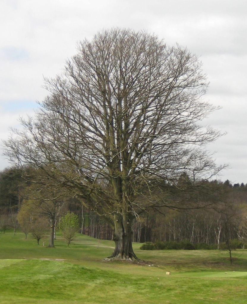 Beech - 3295 - Kent Heritage Trees Project
