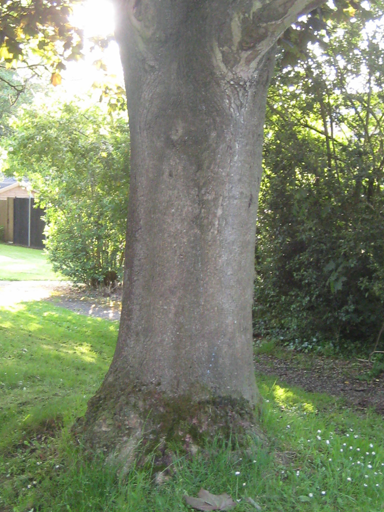 Common Whitebeam - 3586 - Kent Heritage Trees Project