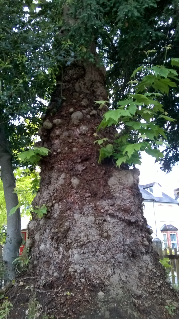 London Plane - 3666 - Kent Heritage Trees Project
